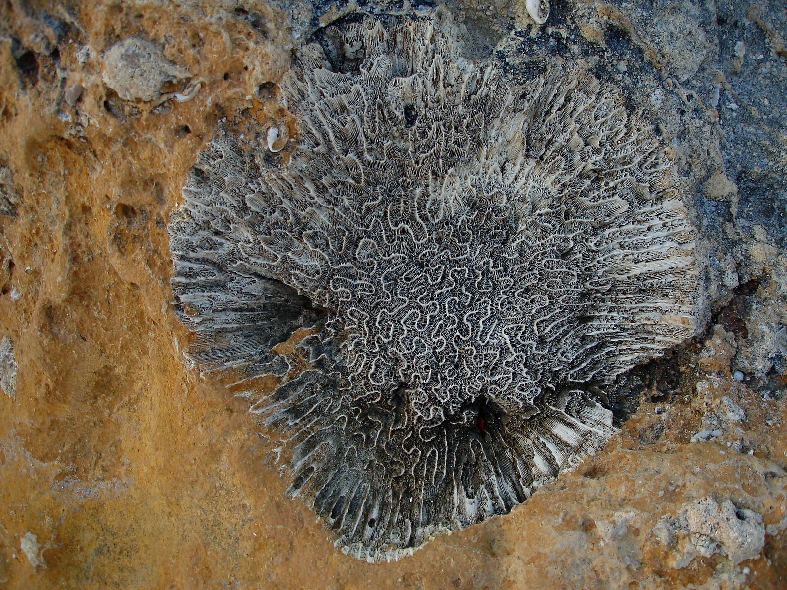 Coral Fossils | Flickr