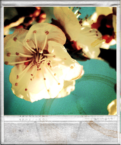 Img 2283 Rodriguez Flickr