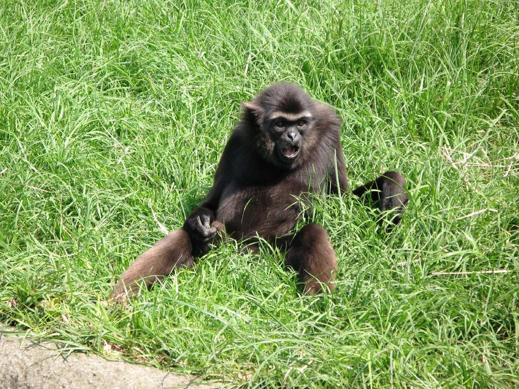 Taipei Zoo - Lazy monkey | Kenneth Lee | Flickr