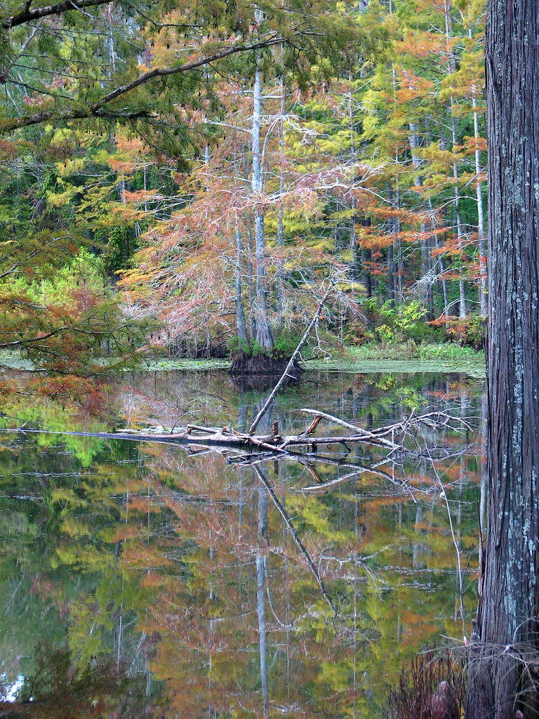 Waiting for the Fall | The first signs of Autumn in Mississi… | Flickr