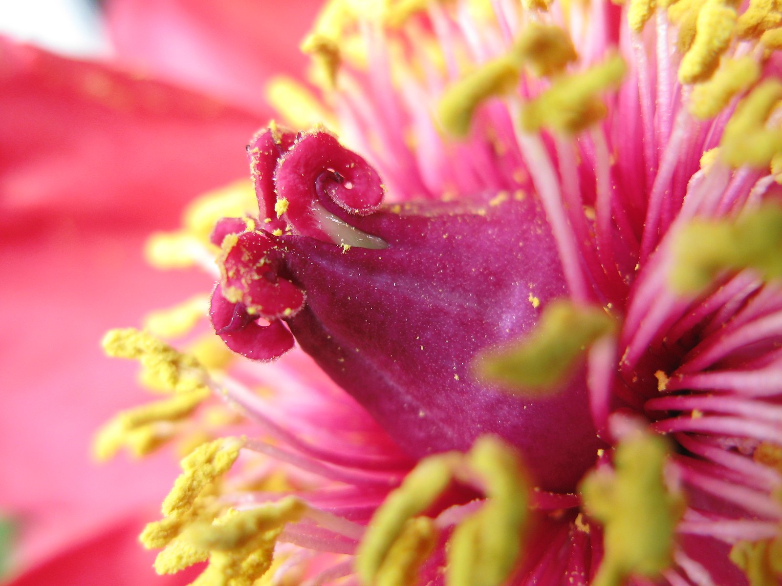Flower Sessions #21 | Flickr