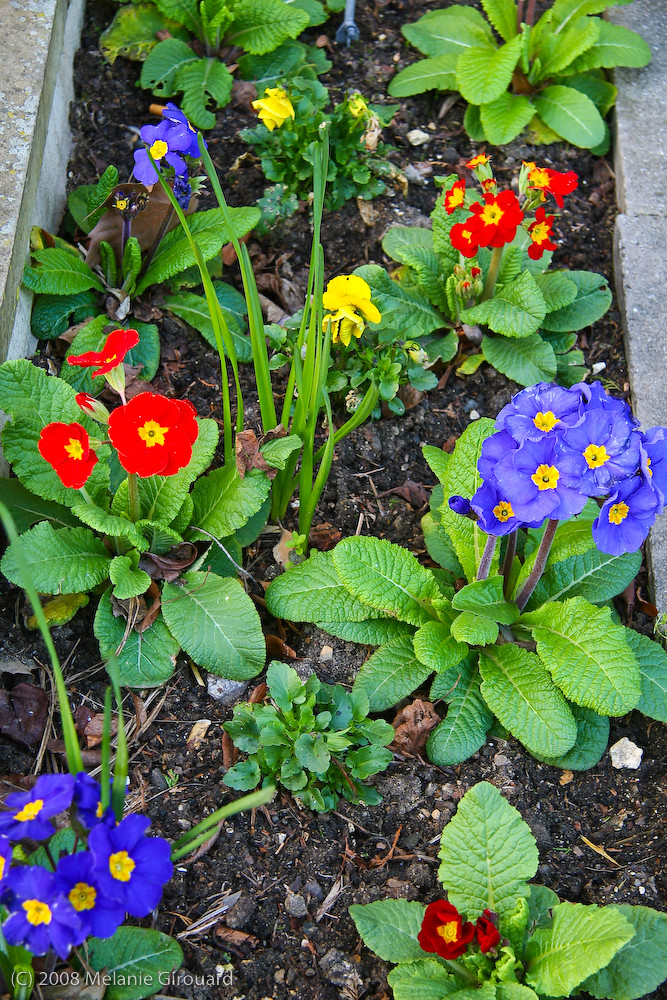 Primroses in a Cambridge hotel garden bed, 15 Feb 2008