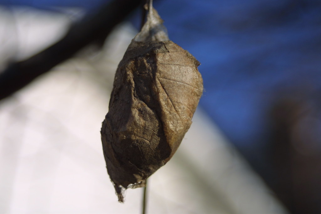 Leaf Cocoon