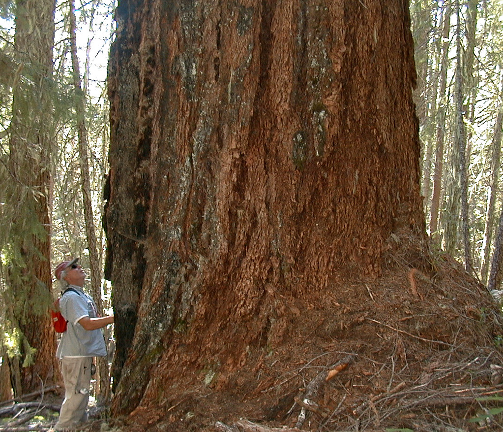 old growth Douglas fir in Cascade mountains | Umpqua Nationa… | Flickr