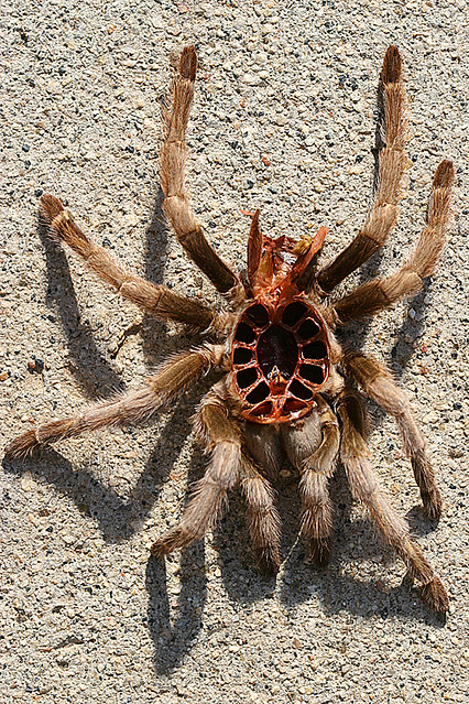 Tarantula Molting