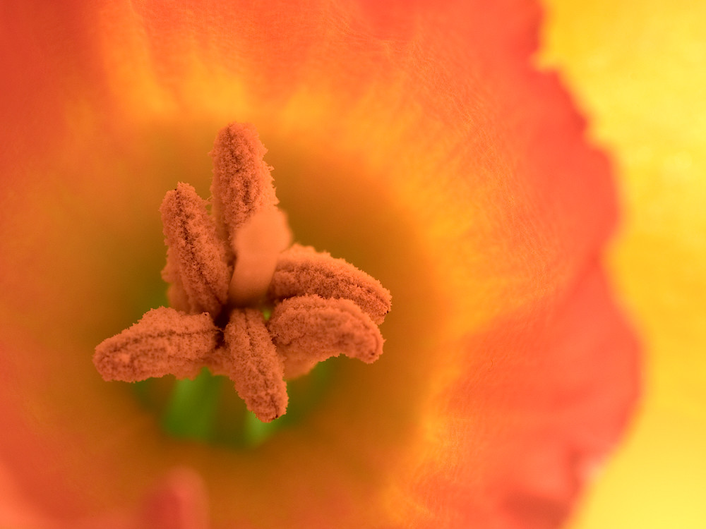A Closer Look inside the Daffodil | A close-up experiment wi… | Flickr
