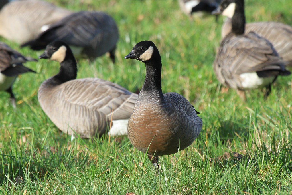 Lesser Cackling Goose, Branta hutchinsii minima | Nisqually … | Flickr