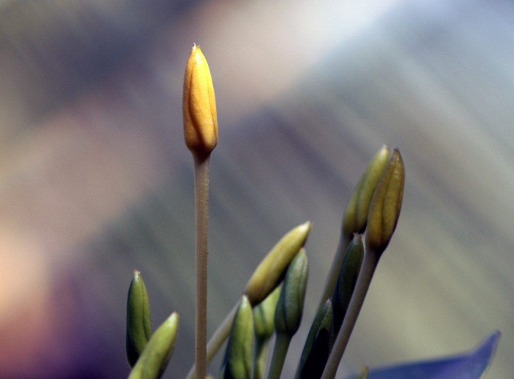 Early bloomer | the first one out of the new buds sticks out… | Flickr
