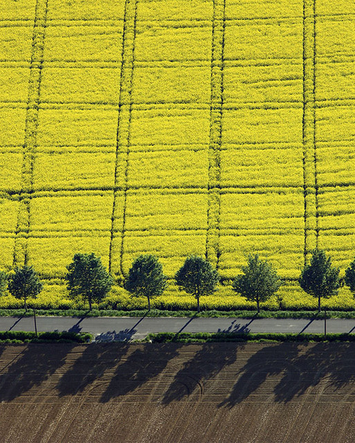 Row of trees at a Canola field | Row of trees at a Canola fi… | Flickr