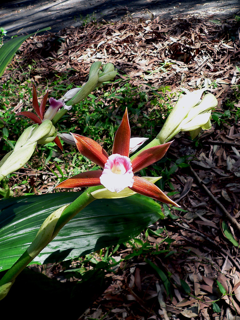 Common swamp orchid | Phaius australis, Coffs Harbour | Peter Charles ...