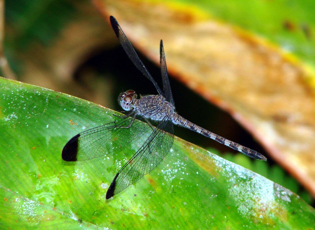 Libellulidae Skimmers
