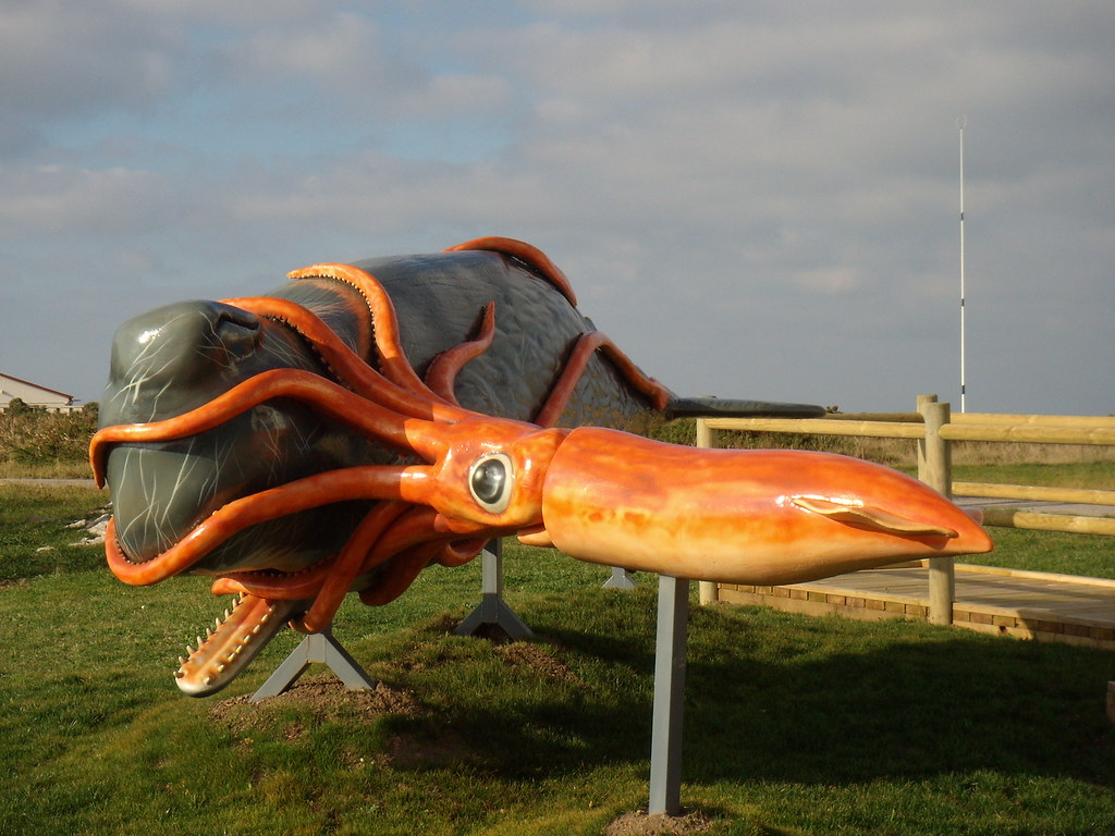 Calamar Gigante Y Cachalote