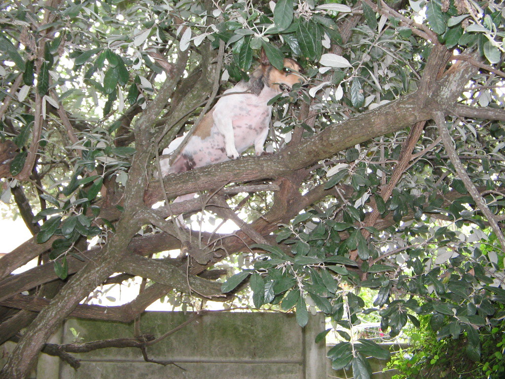 Dog In Tree | My friend Emile's dog that loves climbing tree… | Quentin ...