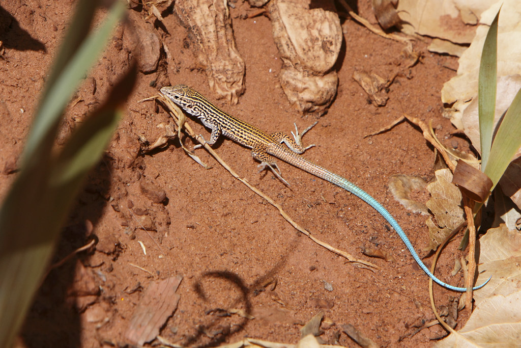 Plateau Striped whiptail Lizard (Aspidoscelis velox) | Flickr