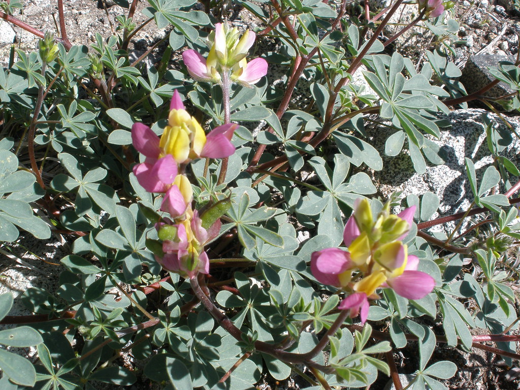 P6170033 | flowers along the trail Harlequin Lupine The Ford… | Flickr
