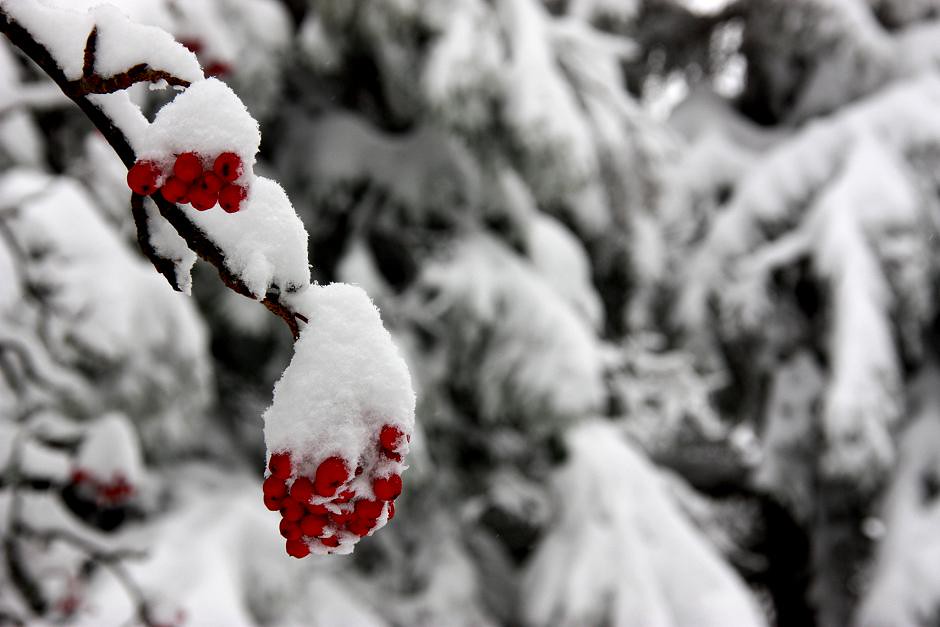 Red fruits in snow - Beautiful winter | Poland 2009, Karpacz… | TomekY ...