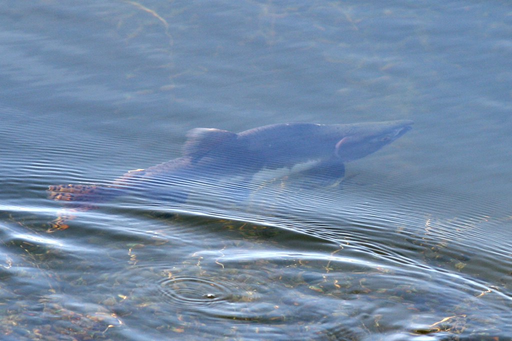 Oncorhynchus gorbuscha (Pink Salmon) | Pink Salmon (or Humpb… | Flickr