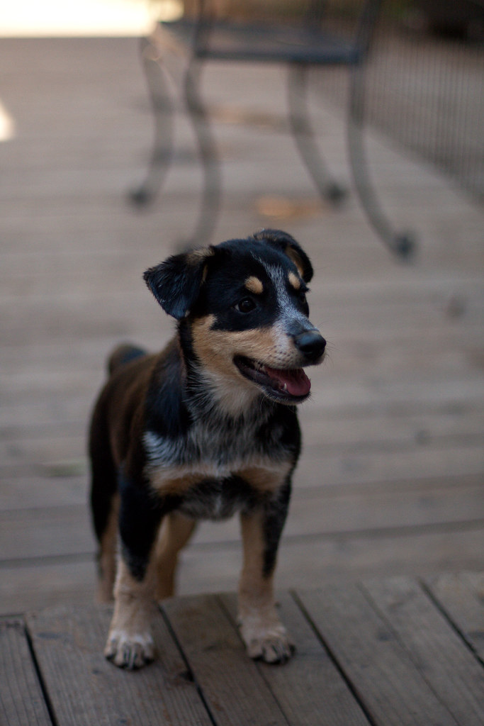 Becca Ray, 2‑Month‑Old Cattle Dog–Beagle Mix, on a Sunlit Deck (Adopted)