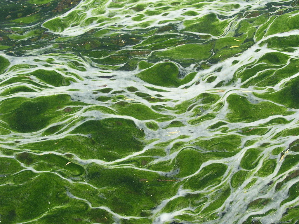 Slime Invasion | Naremus | Flickr