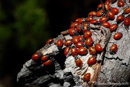 Ladybug Migration 2 | Ladybug Migration, Mueller State Park ...