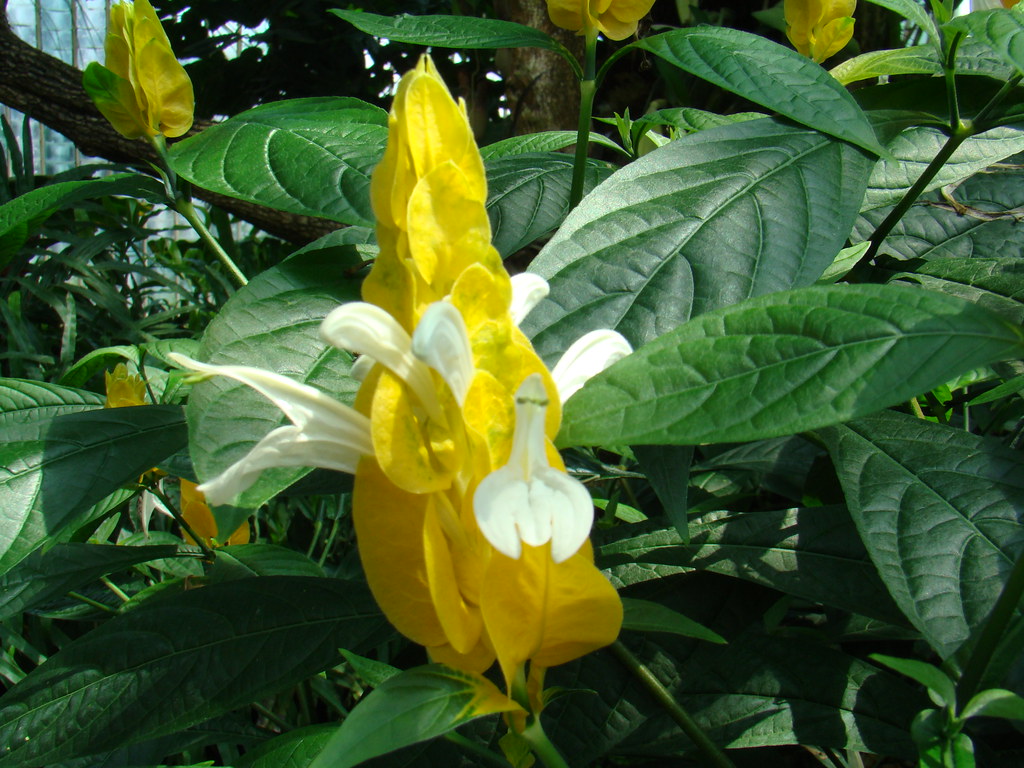 flores flowers Chequia Republica Checa 23 | Visita micamara.… | Flickr