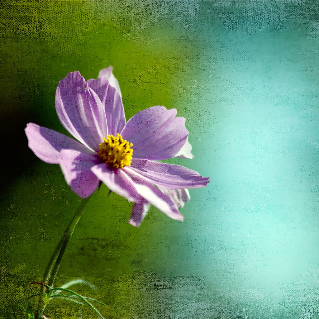 Flowers | Flickr