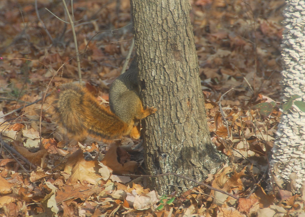 EasternFoxSquirrel 20091029N 120p3 | Way out in the forest I… | Flickr