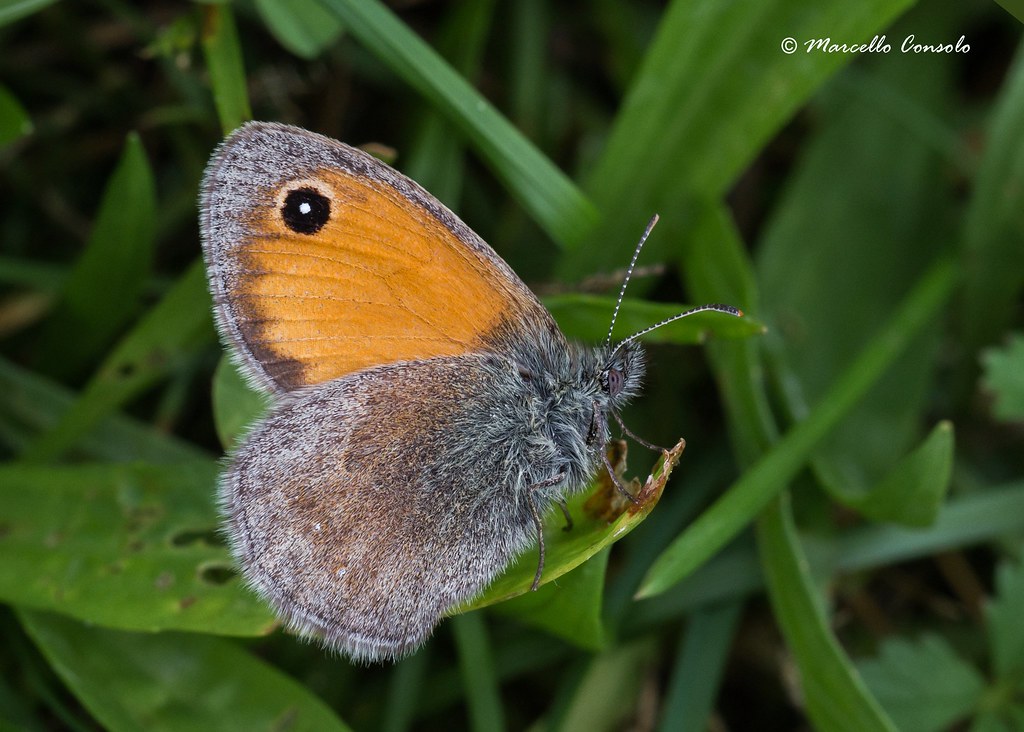 Small Heath butterfly (Coenonympha pamphilus) perched on a grass blade, dorsal view with orange forewing and a distinctive black eye-spot