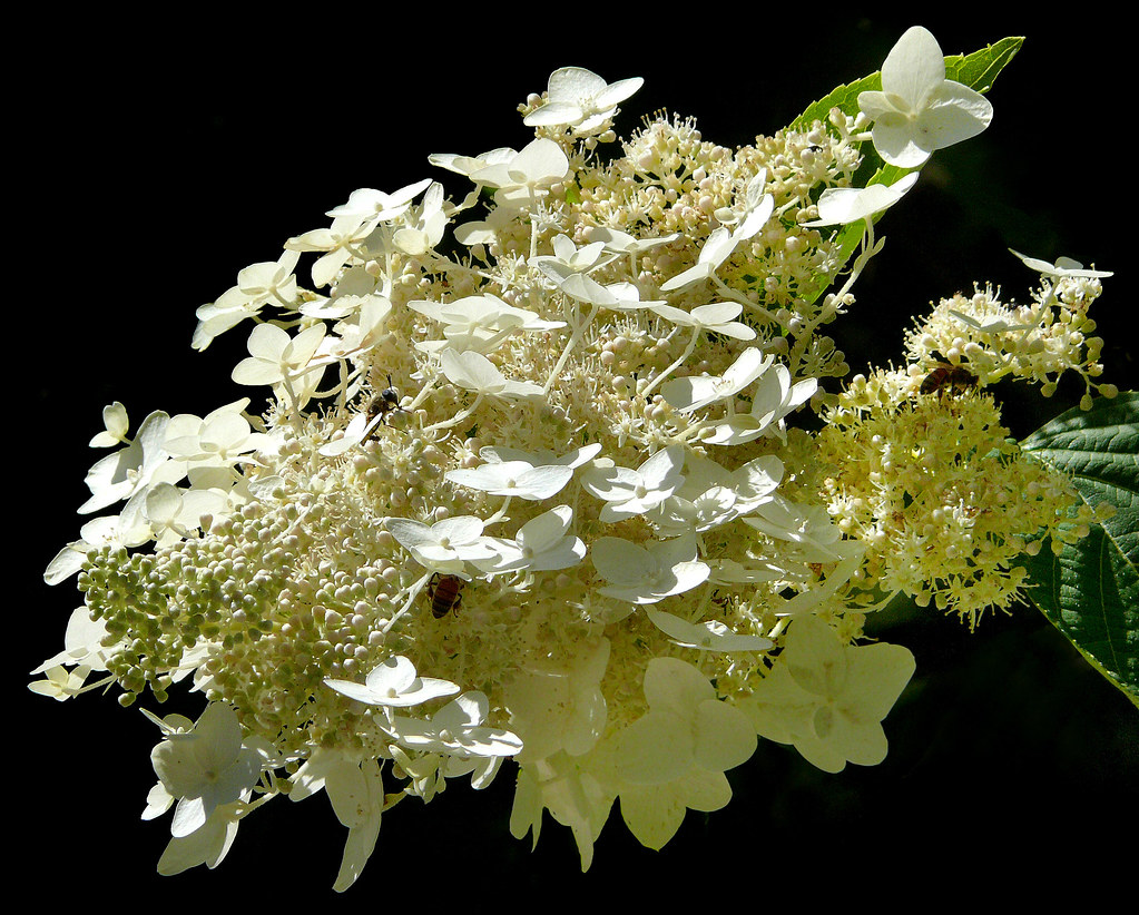 Hydrangea paniculata #4 | Best viewed @ large size Hydrangea… | Flickr