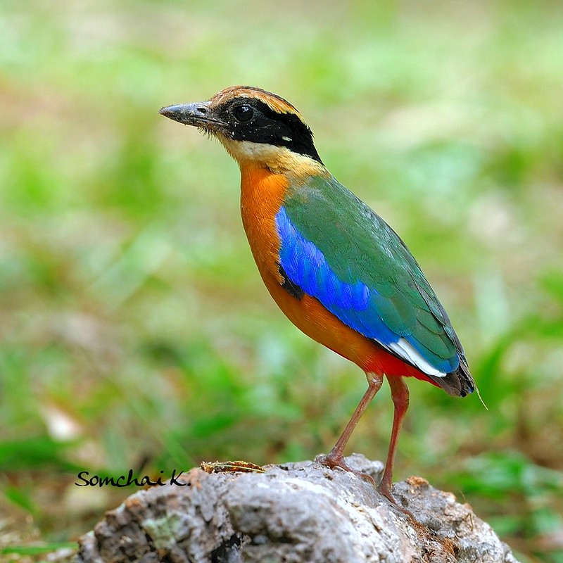 Blue-winged Pitta / Pitta moluccensis photo call and song