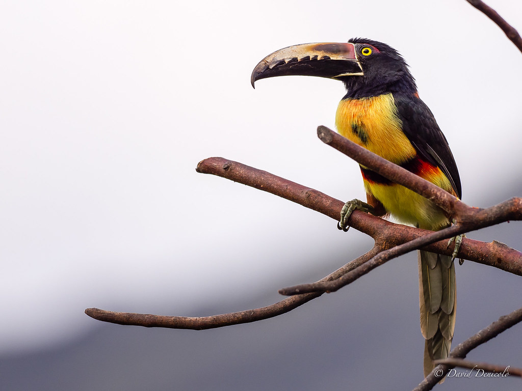 Collared Aracari on a slender branch in Arenal, Costa Rica