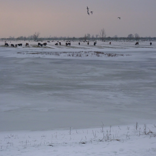 Harsh winter at the Oostvaardersplassen | © all rights reser… | Flickr