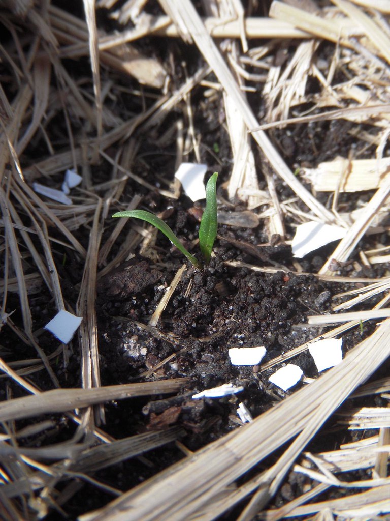 Spinach Sprout | Our garden, early April 2010. | Megan | Flickr