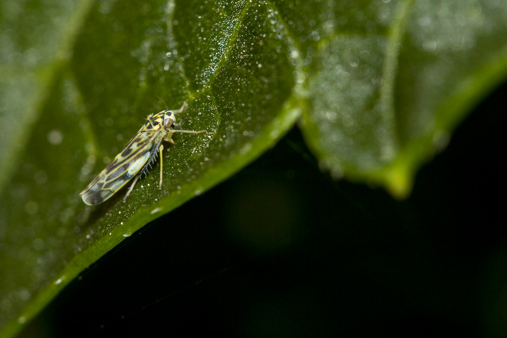 Macro close-up of a leafhopper with geometric wing patterns on a glossy green leaf