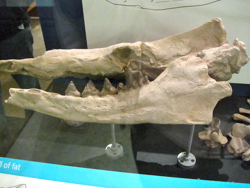 Rhodocetus skeleton | A new way of swimming Rodhocetus had s… | Flickr