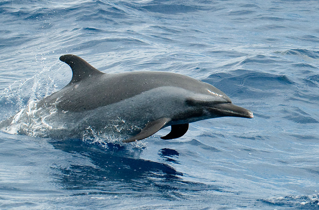 Pantropical Spotted Dolphin | Chuck Babbitt | Flickr