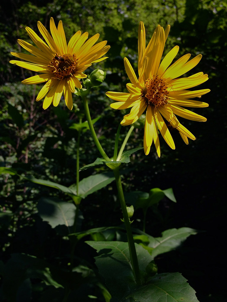 Silphium perfoliatum - Cup Plant | Fritz Flohr Reynolds | Flickr