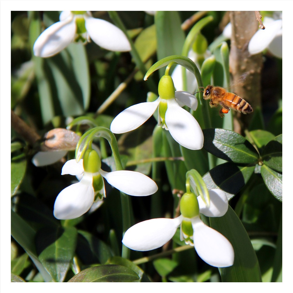 Snowdrops and a Bee | Trish P. | Flickr