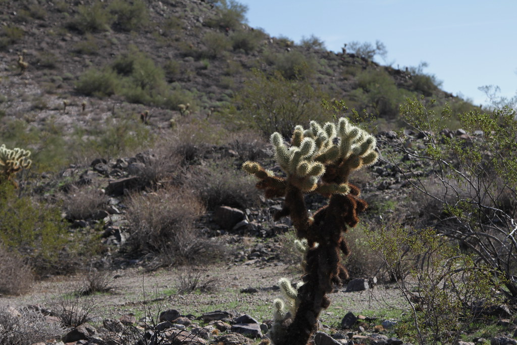 Arizona Desert