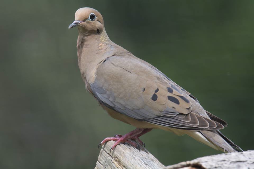 Morning Dove - a photo on Flickriver