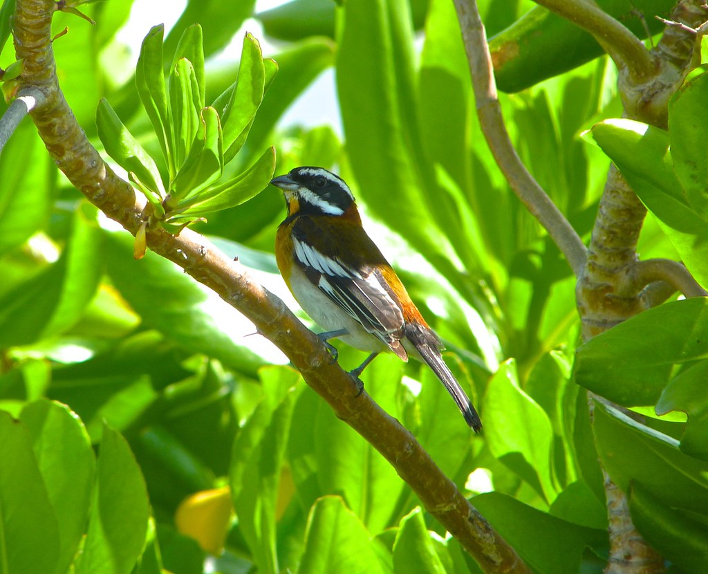 Western Spindalis Abaco 1 | Rolling Harbour | Flickr