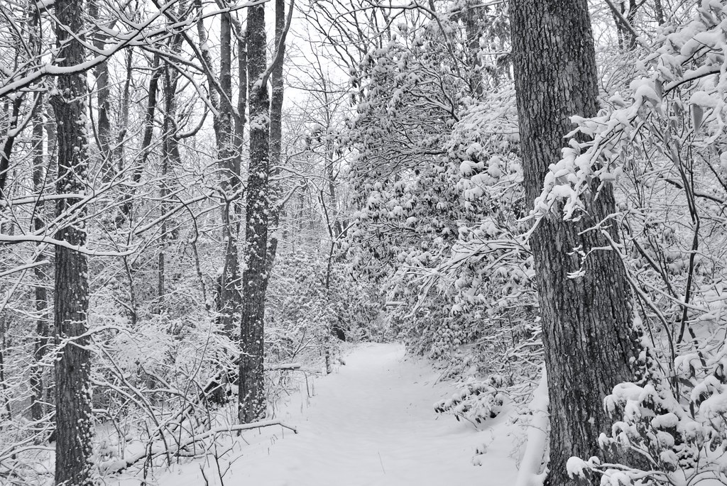 Snowy Forest Path Between Snow-Laden Trees