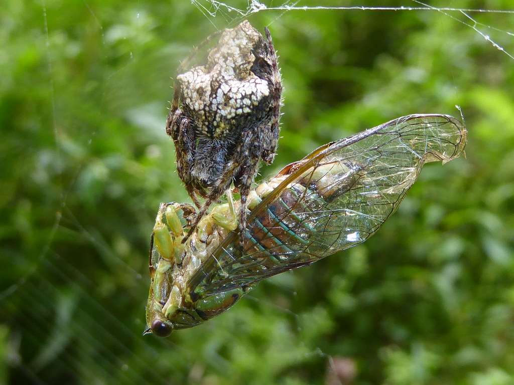 Socca pustulosa with Kikihia scutellaris prey | epitree | Flickr