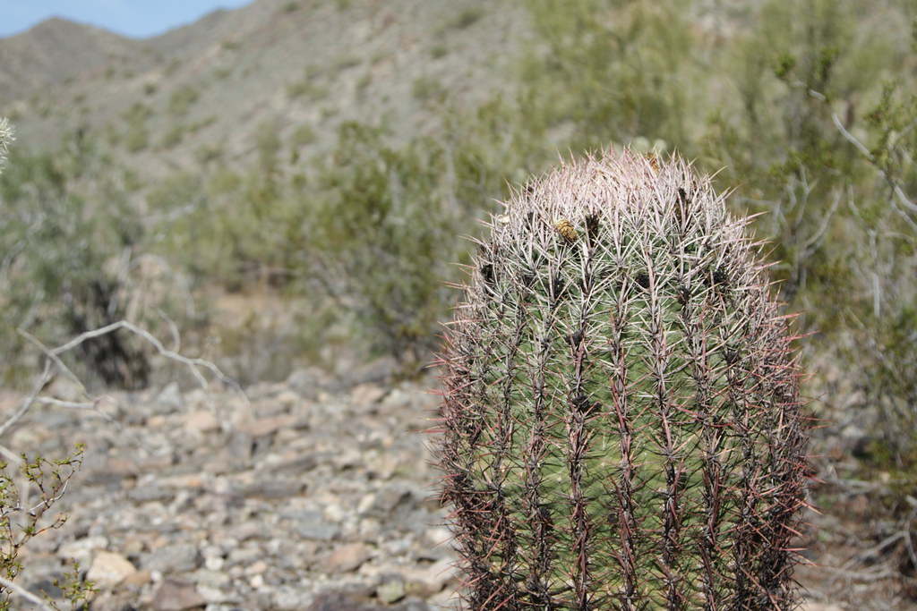 Arizona Desert