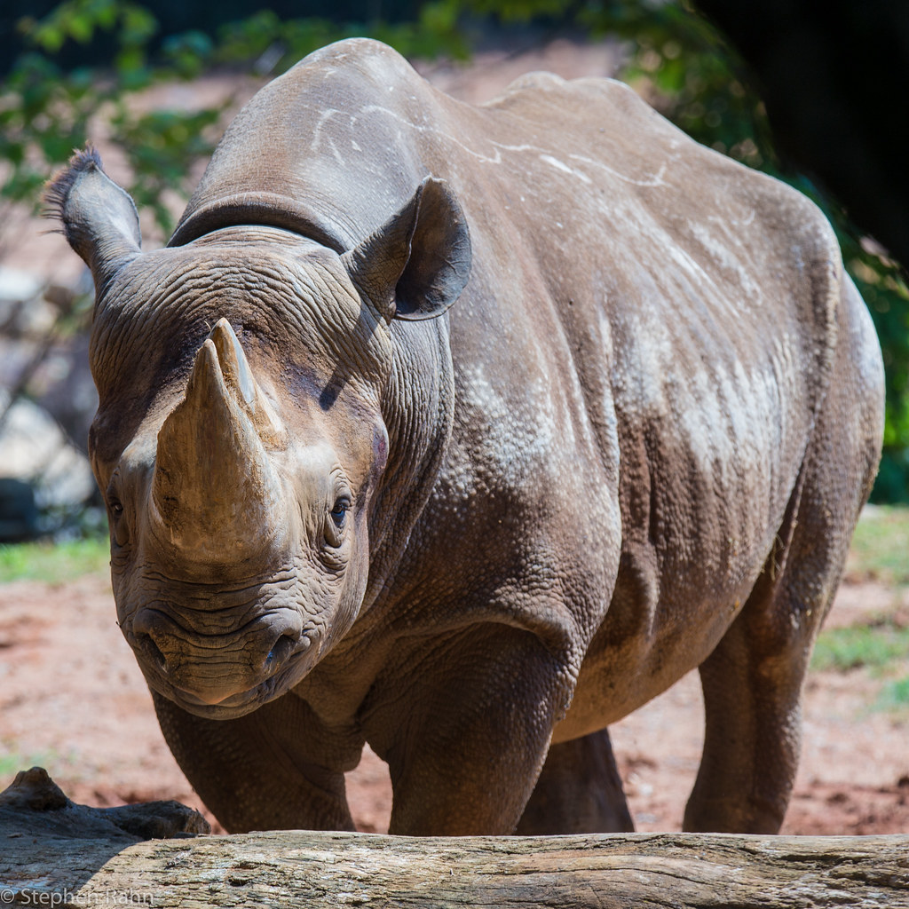 Zoo Atlanta Rhino