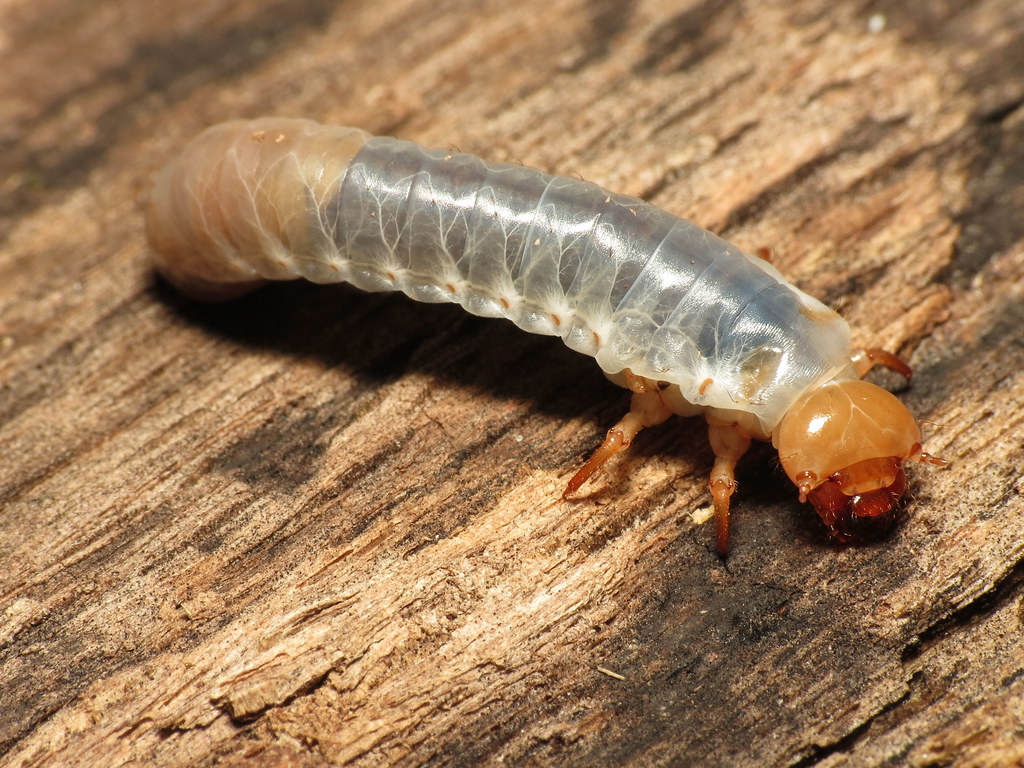 Bess Beetle Larvae