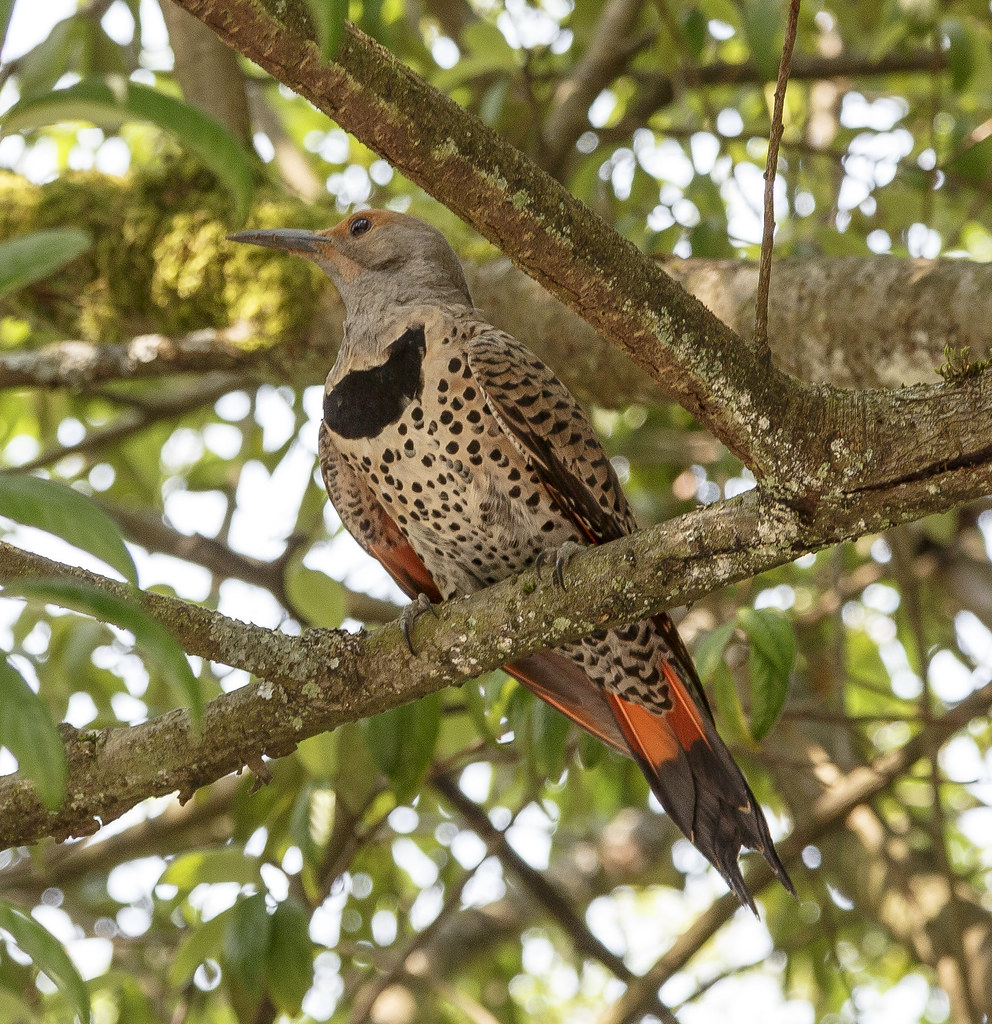 Northern Flicker perched on a mossy branch in Stanley Park, Vancouver