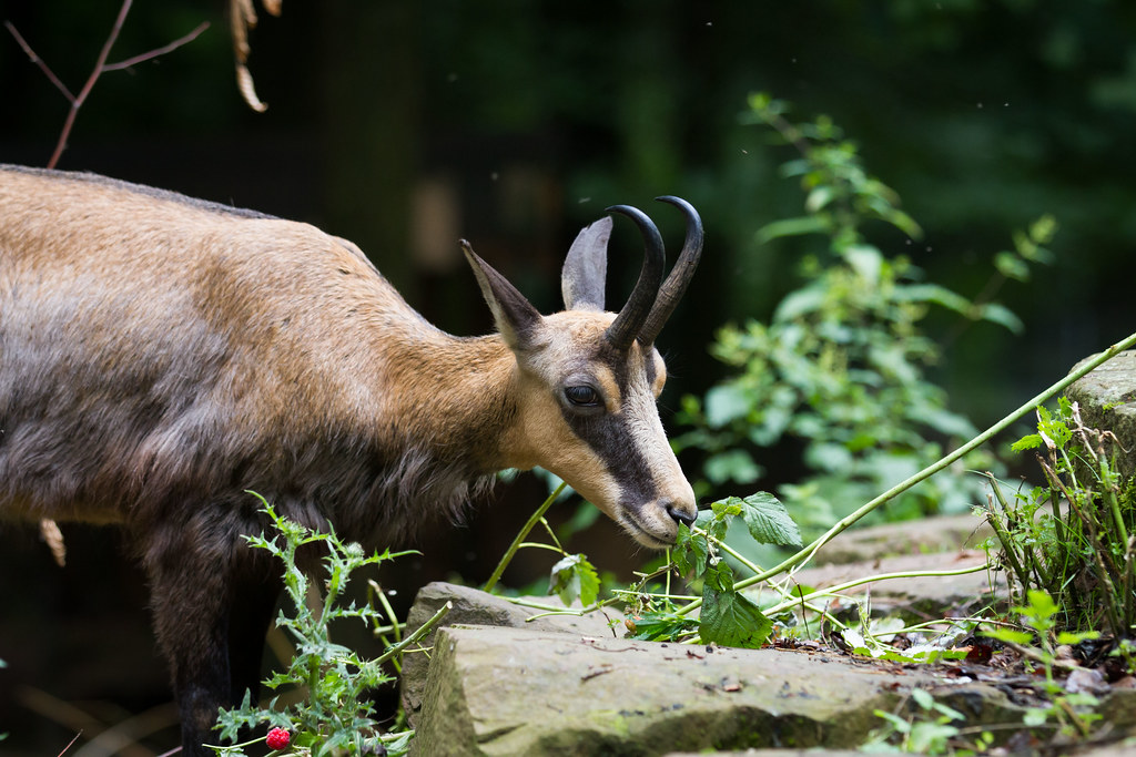 Chamois grazing beside a rocky ledge at Wildpark Pforzheim