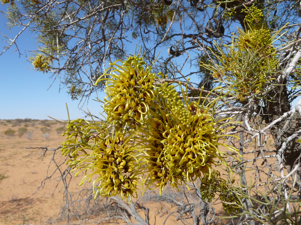Simpson Desert flora | please help me identify this plant | Paul ...