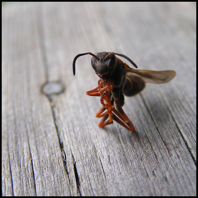 Flickriver: Hopefoote, Ambassador of the Wow's most interesting photos